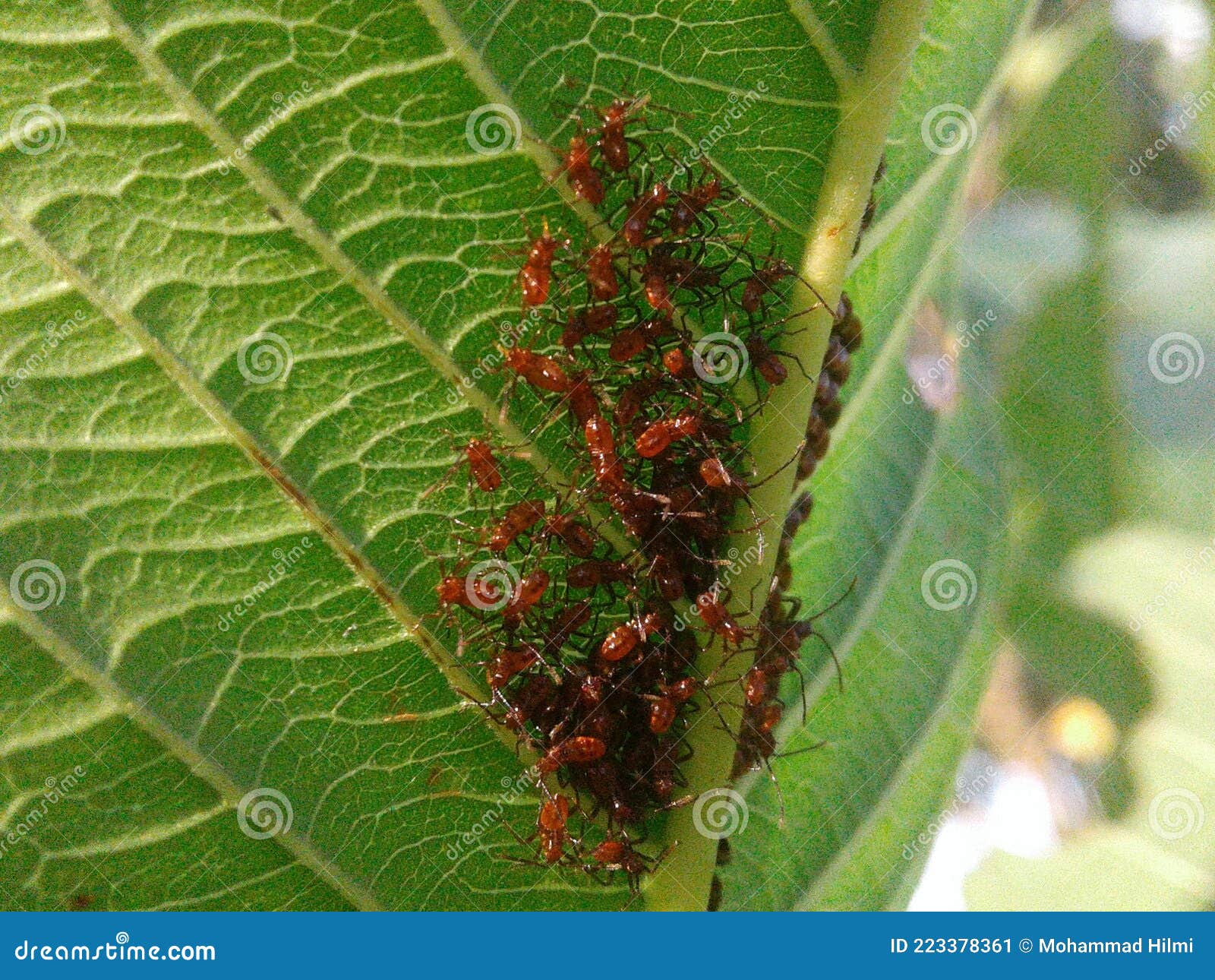 Red Aphid Colonies Resting on Guava Leaves Stock Image - Image of shrub ...