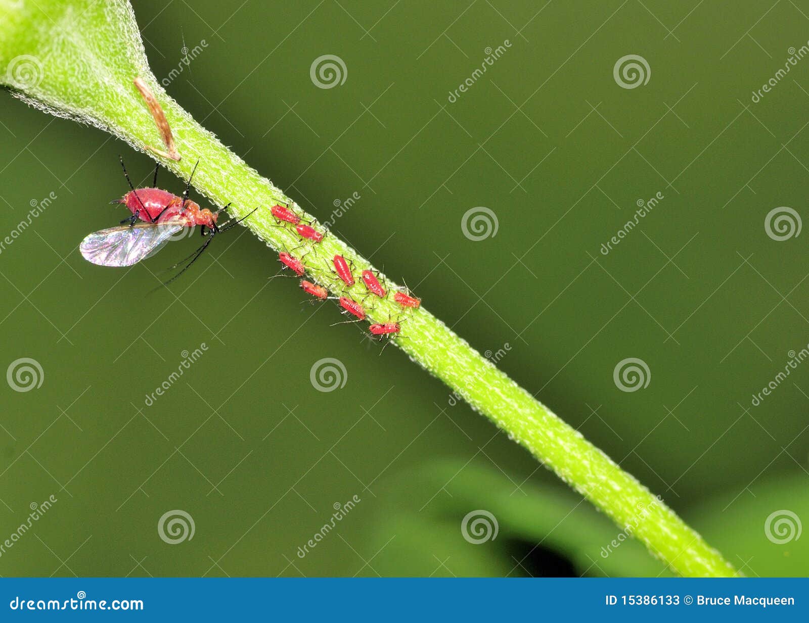 Red Aphids stock image. Image of plant, stem, aphid, pest - 15386133