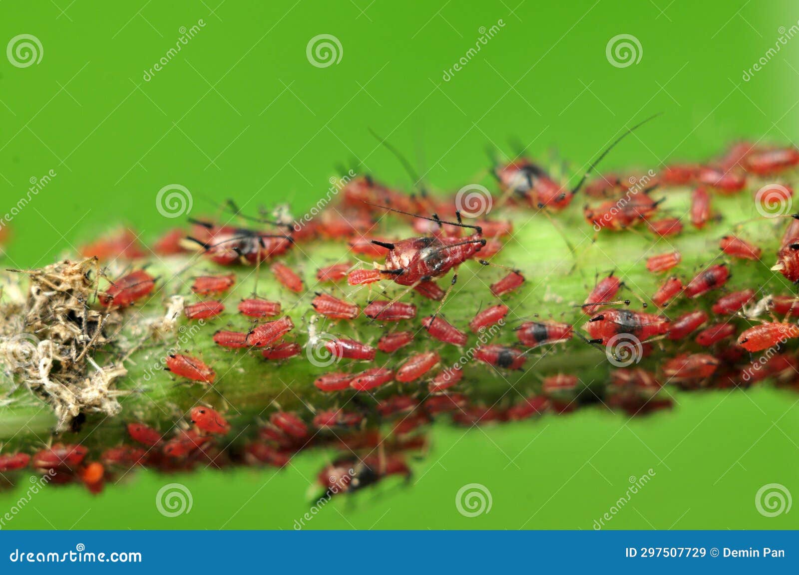 Red Aphids Fall in Plant Neck Stock Image - Image of plant, lice: 297507729