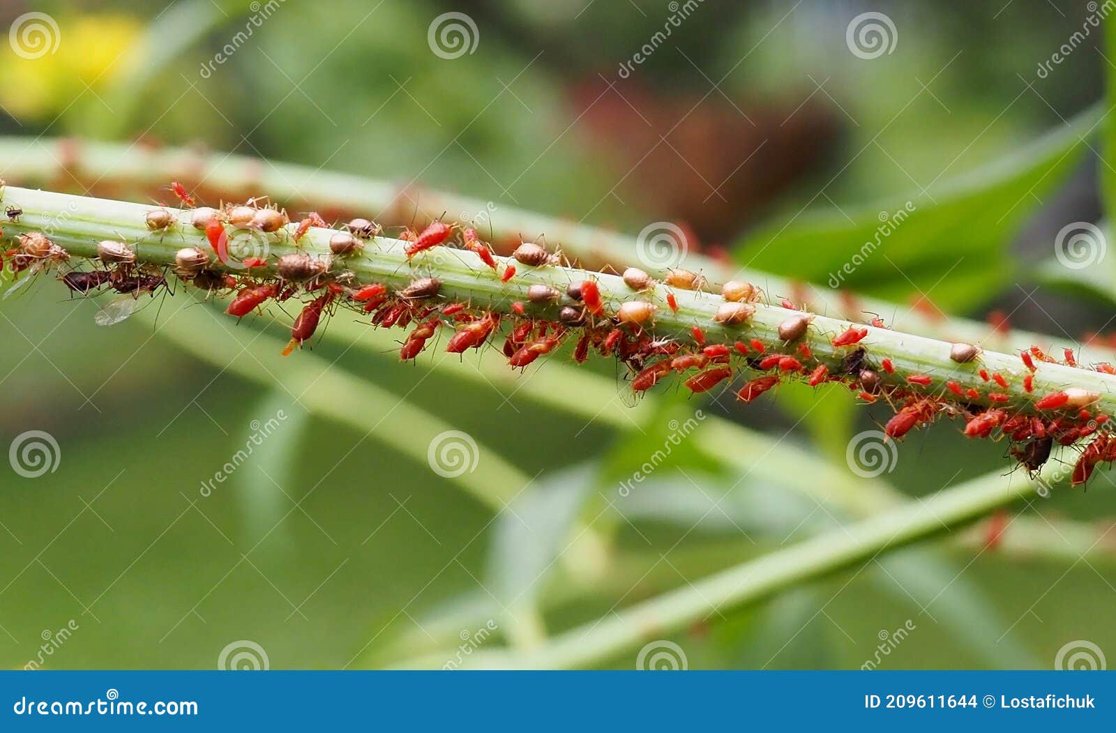 Red Aphids on Plant Stem stock photo. Image of early - 209611644