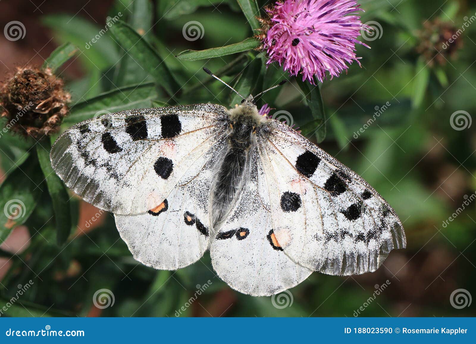 Red Apollo Parnassius Apollo Stock Photo - Image of insects, grassland ...