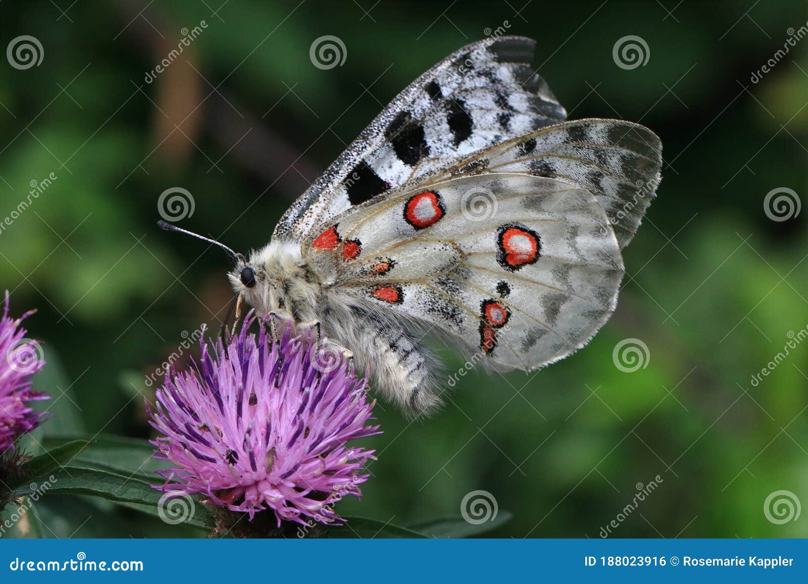 Red Apollo Parnassius Apollo Stock Photo - Image of grassstock, flower ...