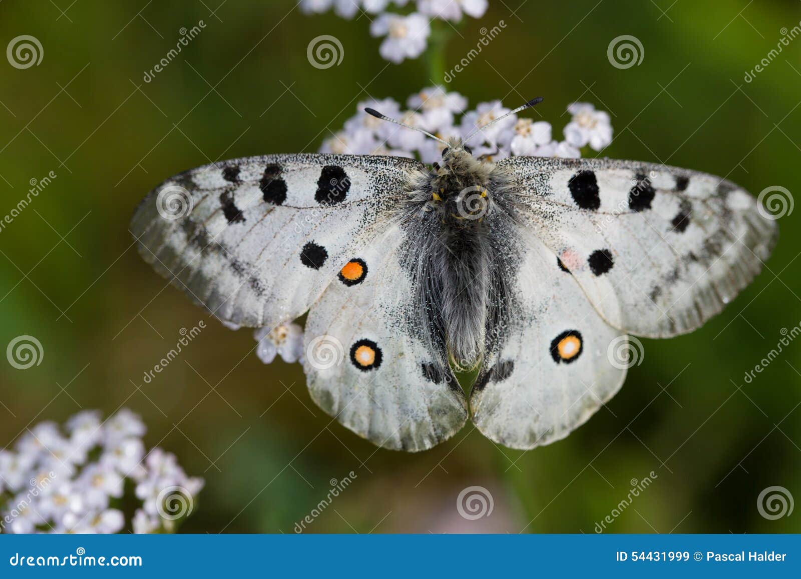 Red Apollo stock image. Image of colorful, summer, grass - 54431999