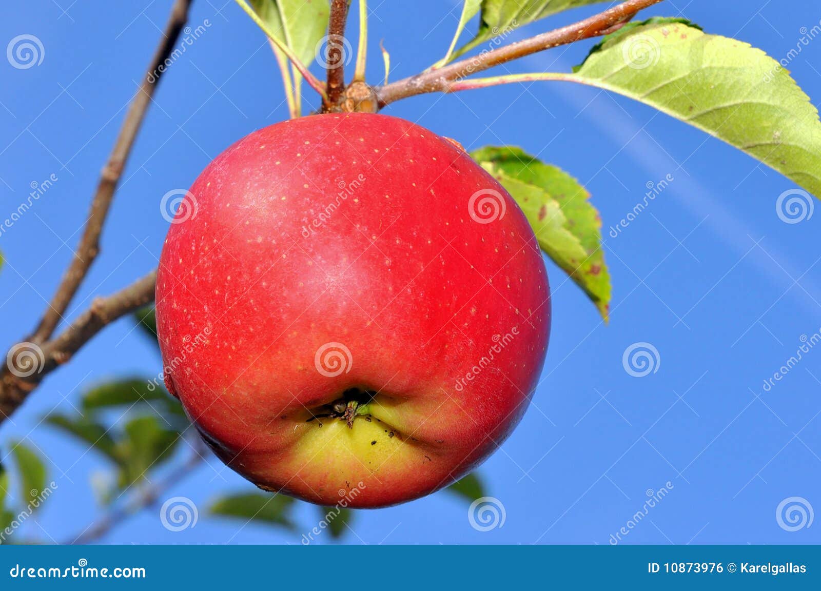 Red apple stock photo. Image of healthy, food, nature - 10873976