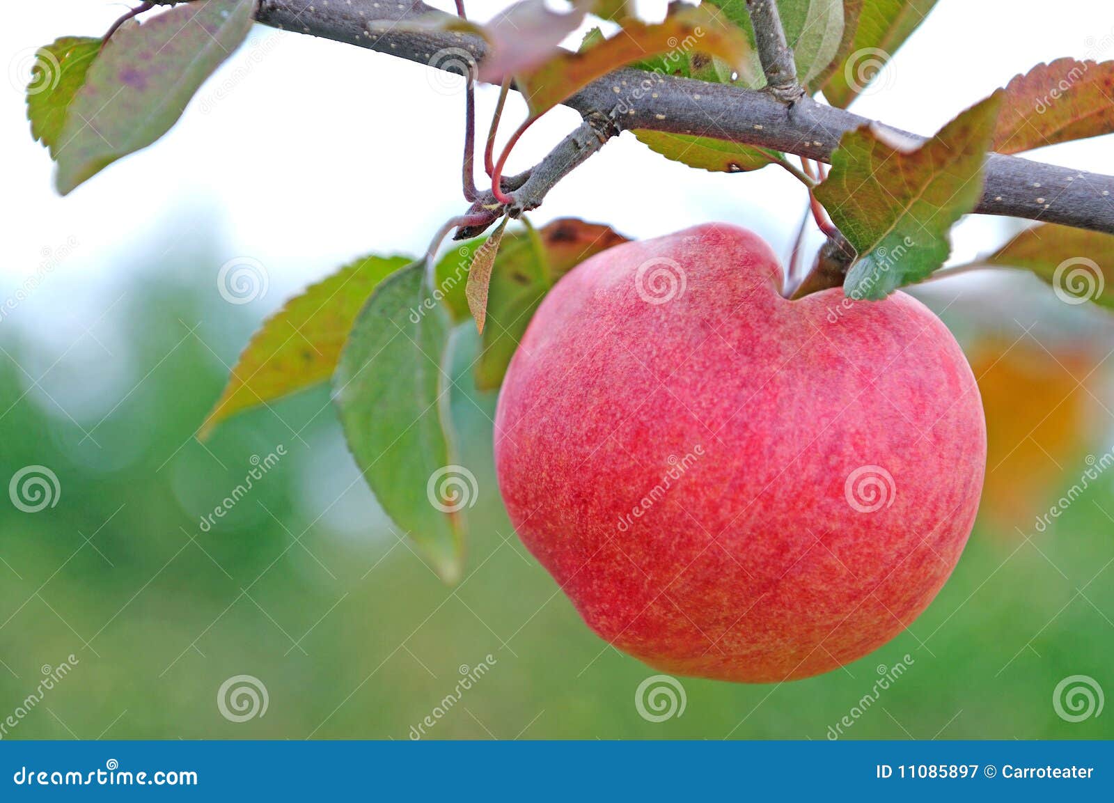 Red apple stock image. Image of apple, nature, green - 11085897
