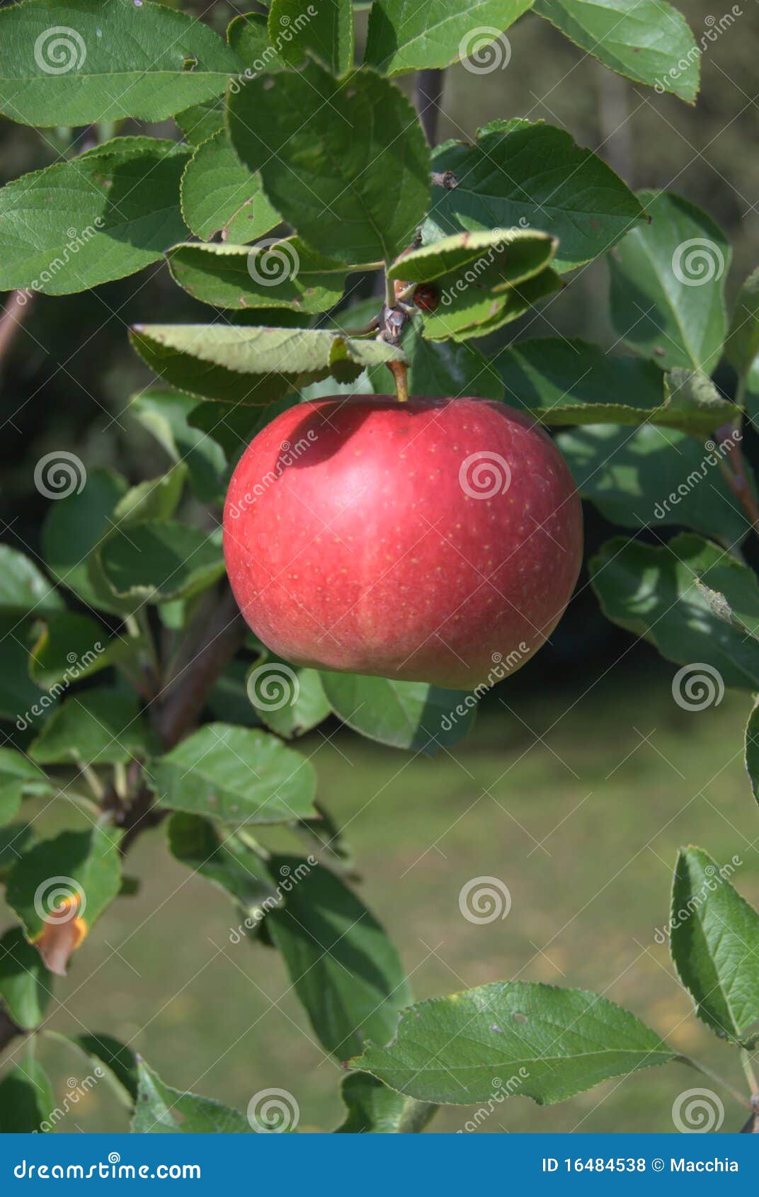 Red apple stock photo. Image of food, fruit, branch, september - 16484538