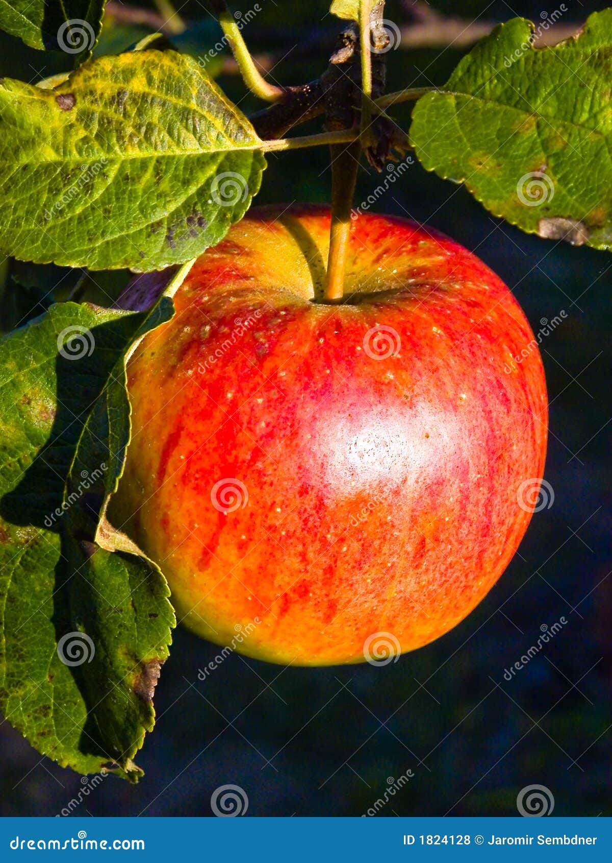 Red Apple Picture. Image: 1824128