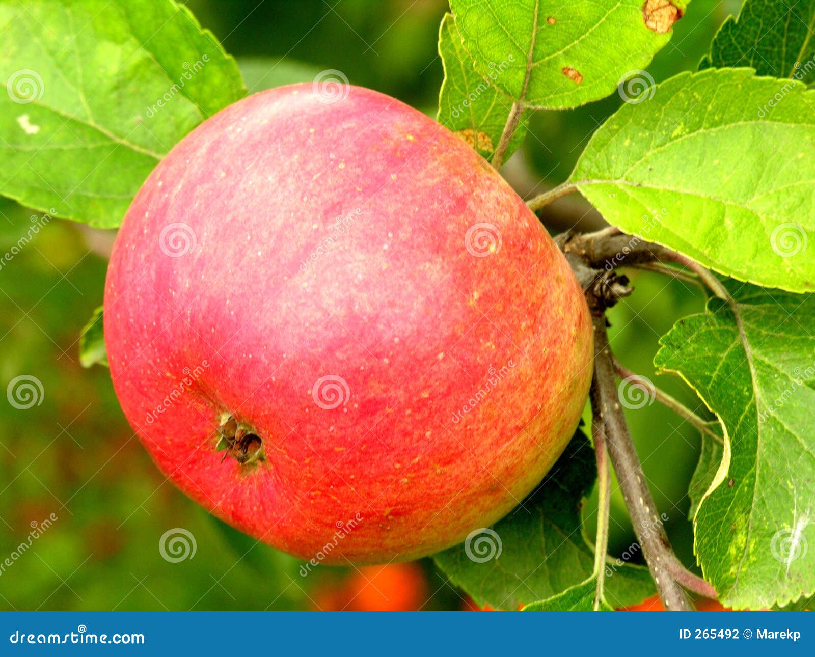 Red apple stock photo. Image of hanging, food, health, cultivation - 265492