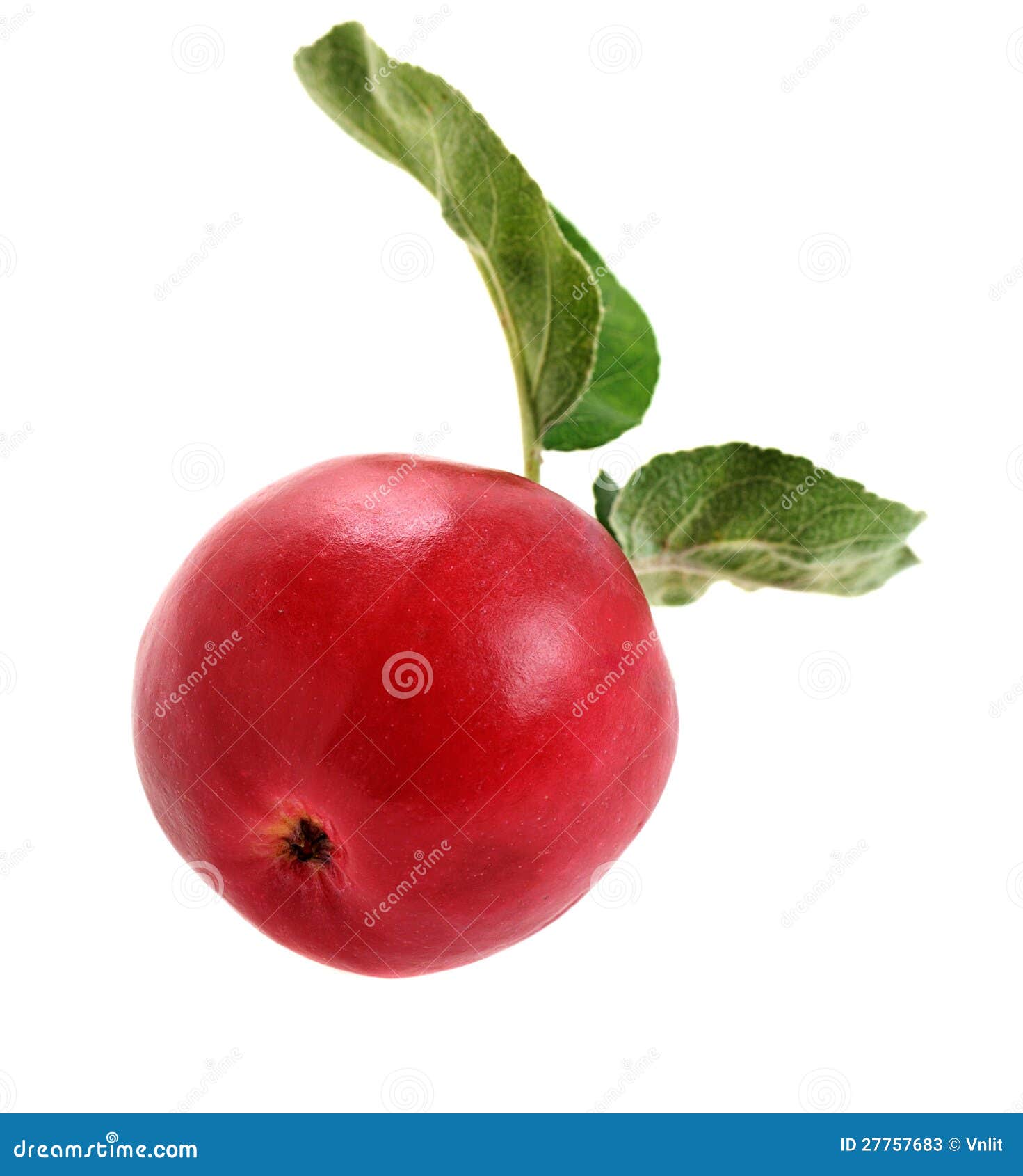 Red apple stock image. Image of plant, isolated, bright - 27757683