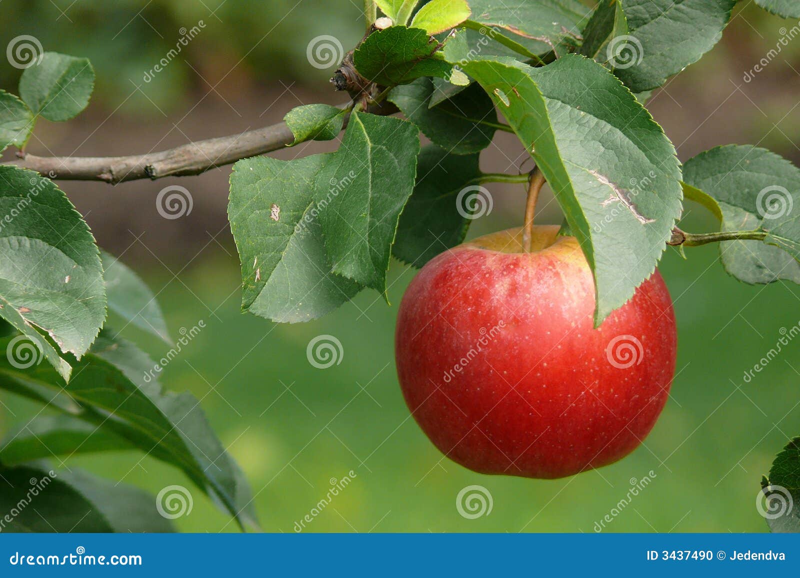 774 Apple Bough Stock Photos - Free & Royalty-Free Stock Photos from ...