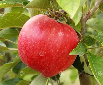 Red apple stock image. Image of apple, crops, adam, plant - 824951