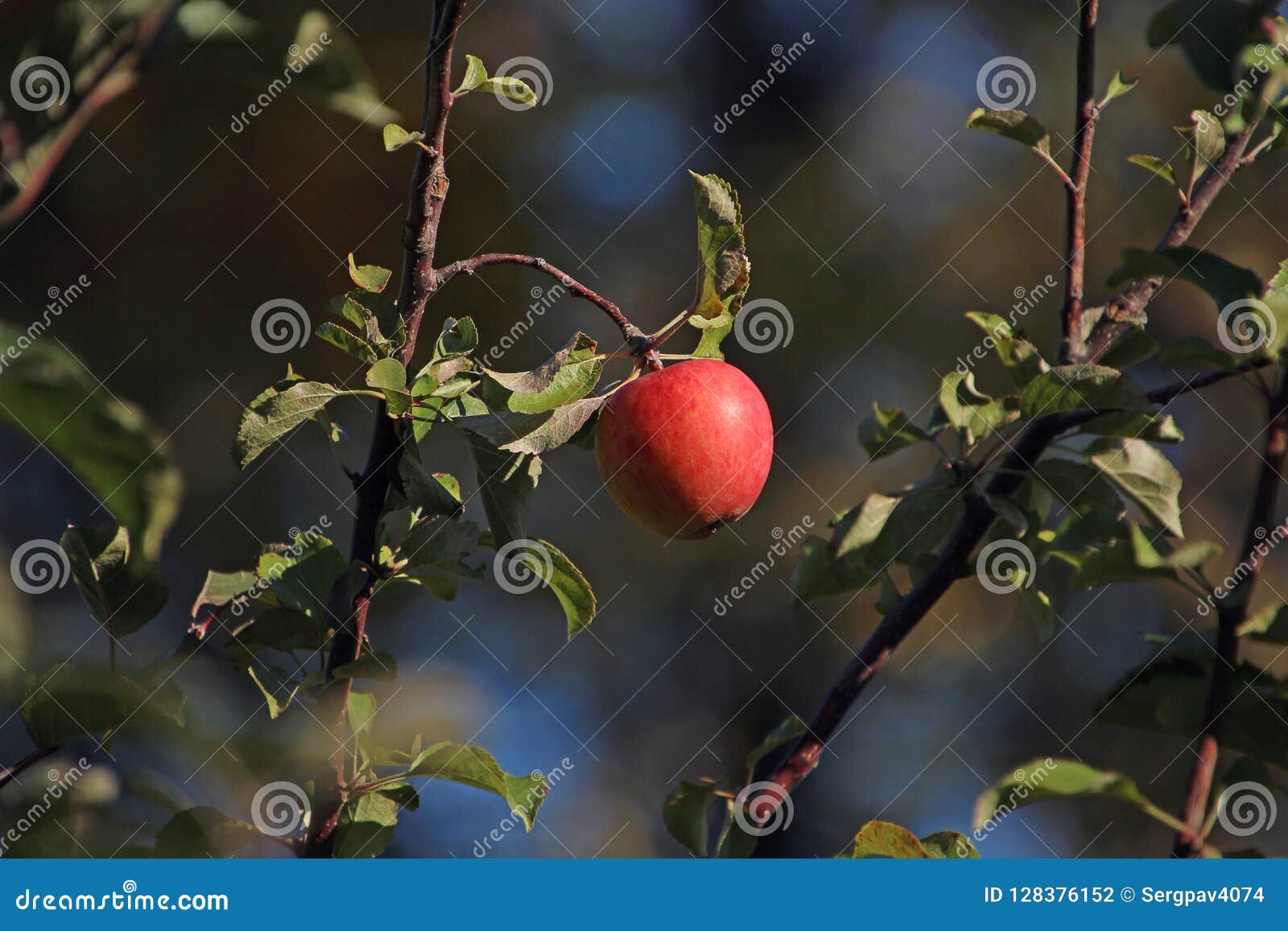 Red Apple on Apple Tree Branch Stock Photo - Image of beautiful ...
