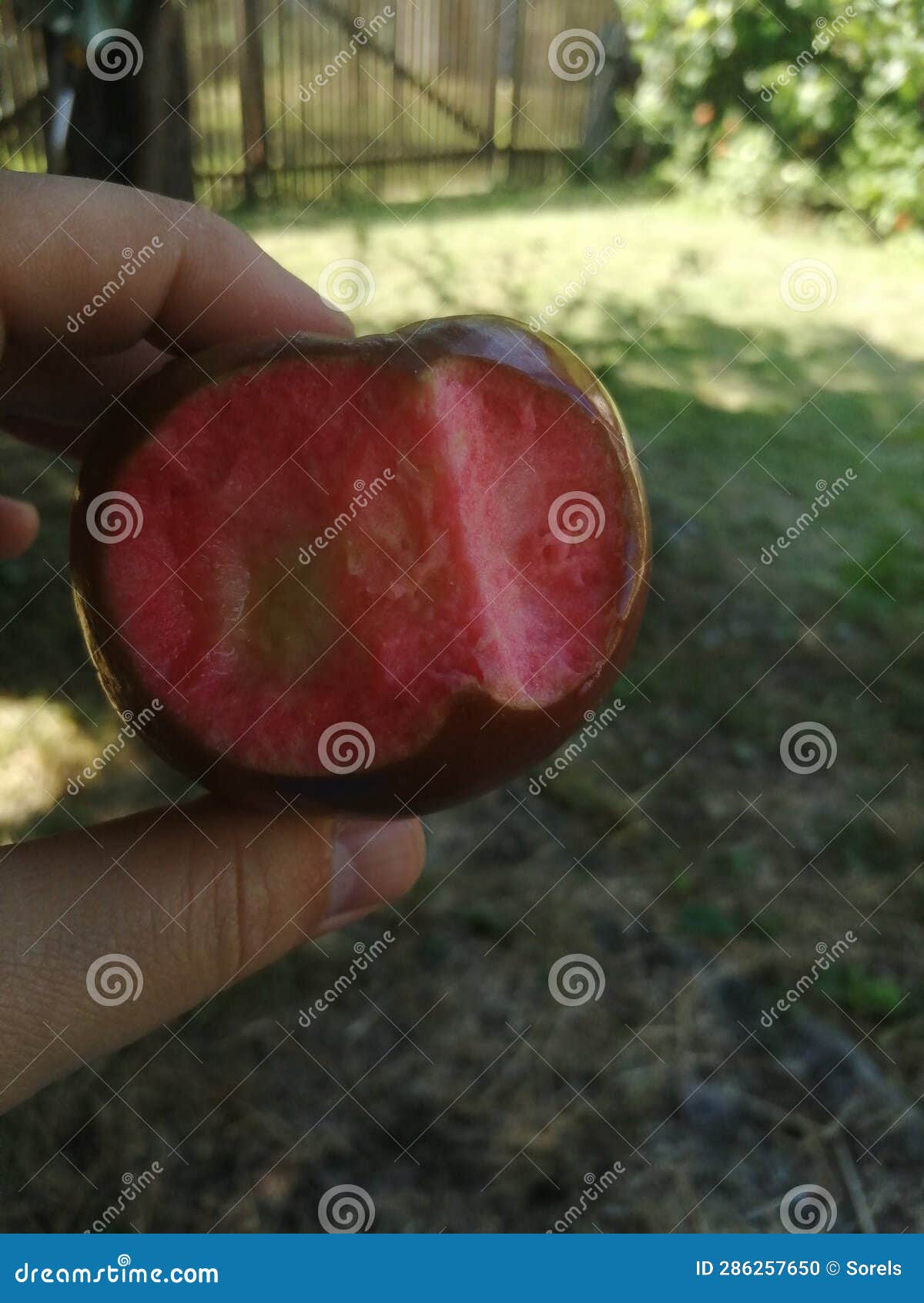Red Apple blood stock photo. Image of interior, strange - 286257650