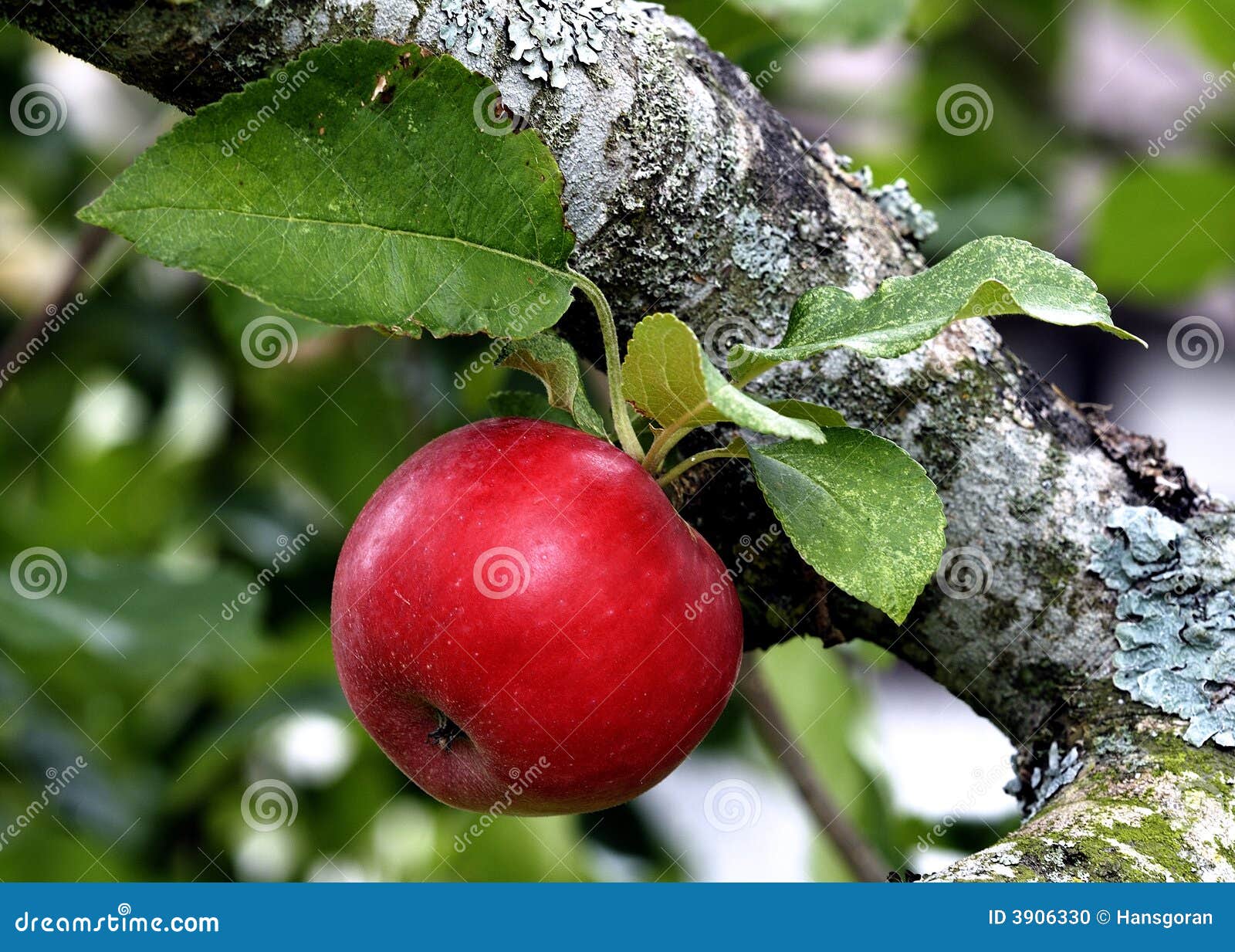 Red apple at branch stock photo. Image of apple, food - 3906330