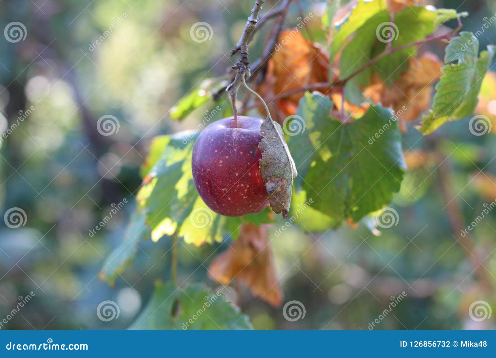 Red apple on branch stock photo. Image of crop, autumn - 126856732