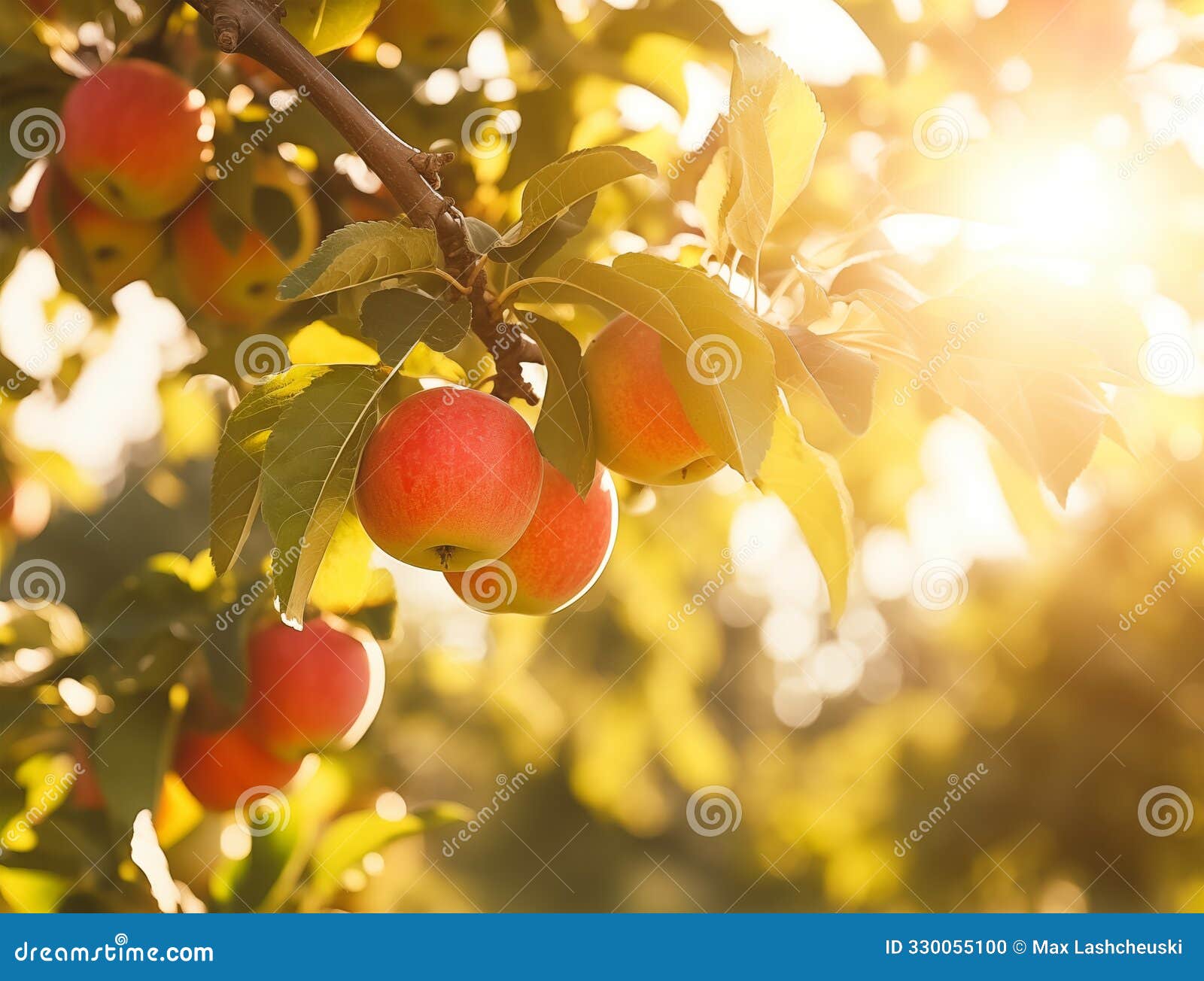 Red Apple Branch Close-up in Fruit Orchard Background with Copy Space ...