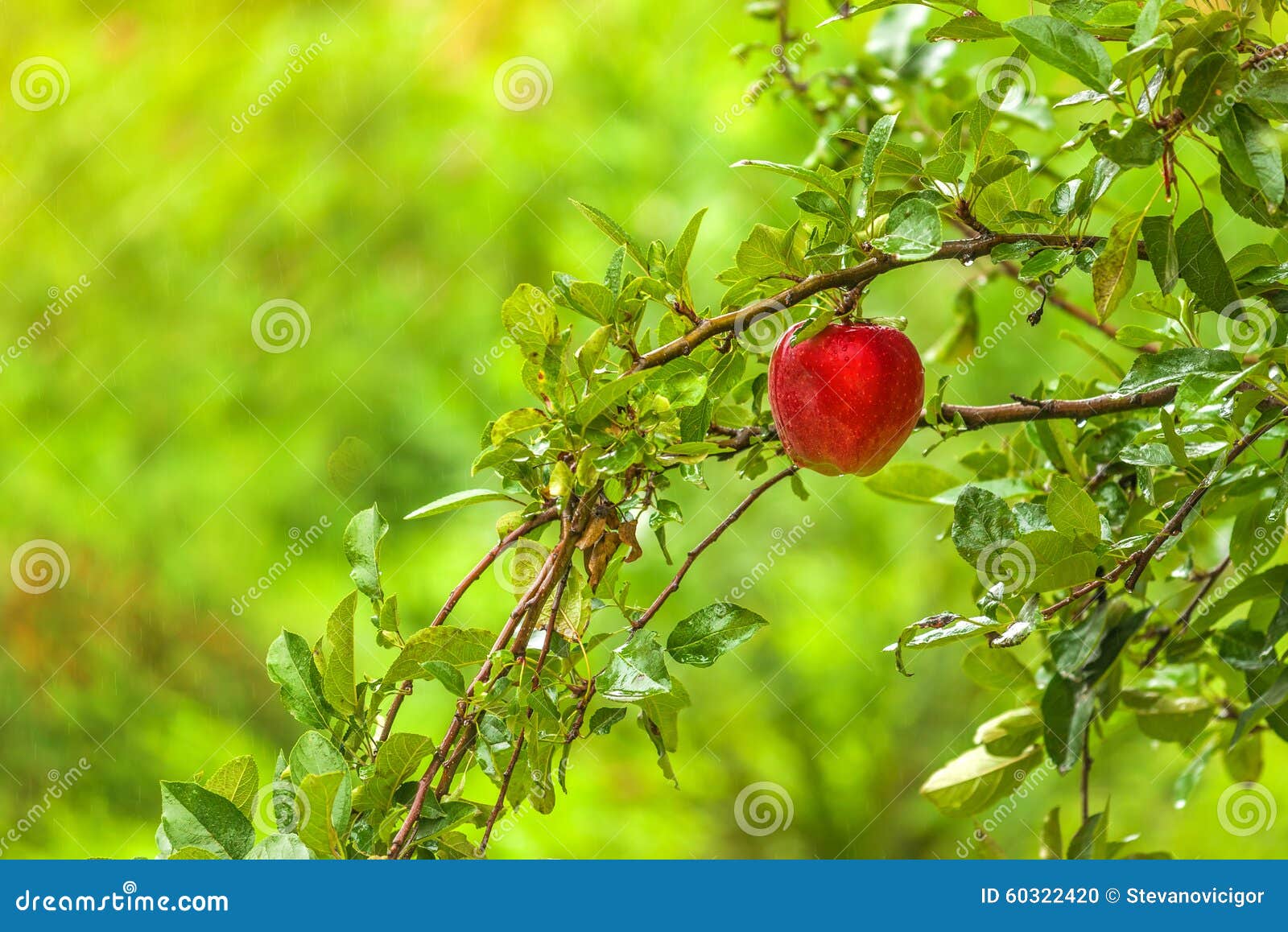 Red Apple on Branch in Orchard Stock Photo - Image of home, grown: 60322420