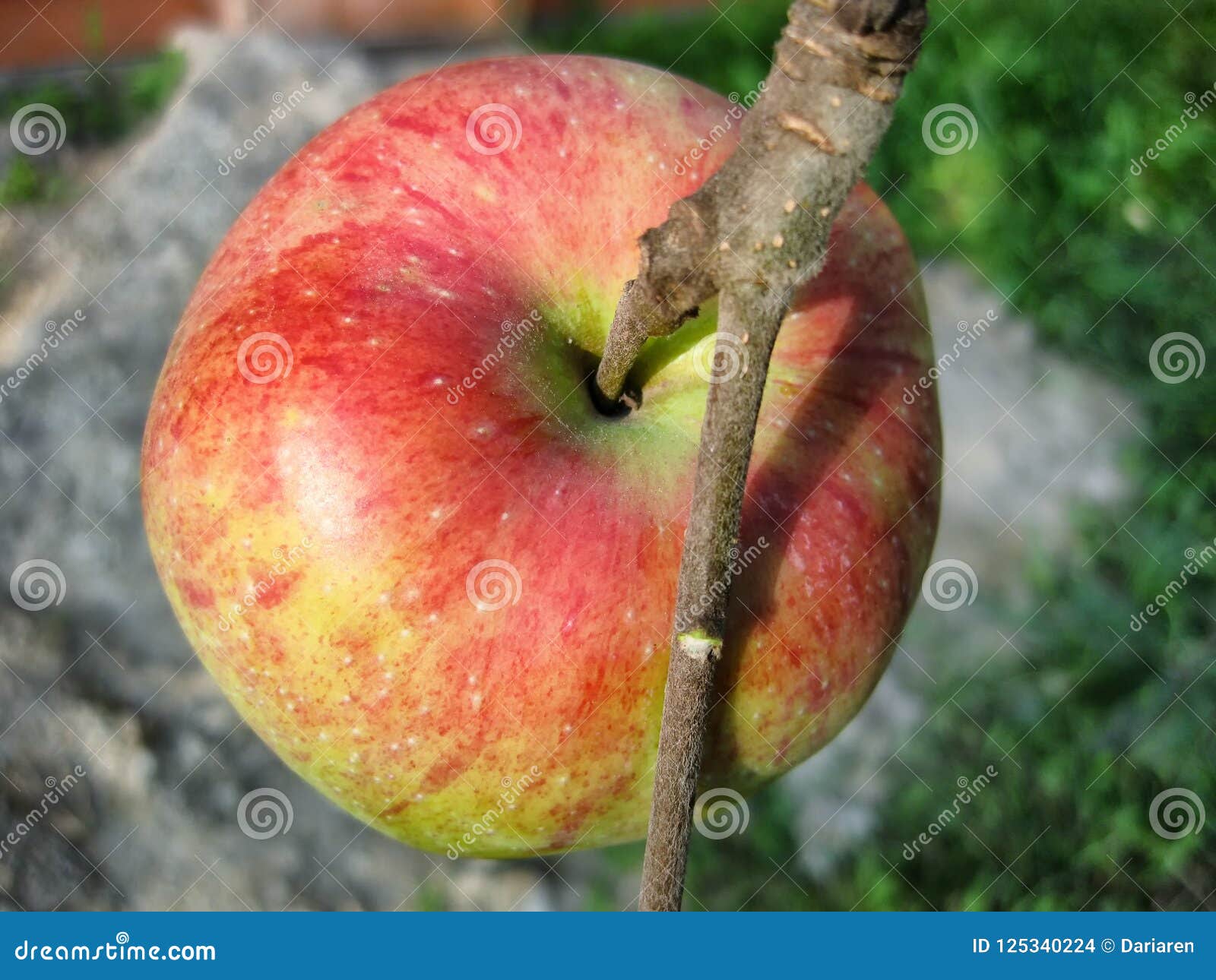 Red apple on the branch. stock photo. Image of plant - 125340224