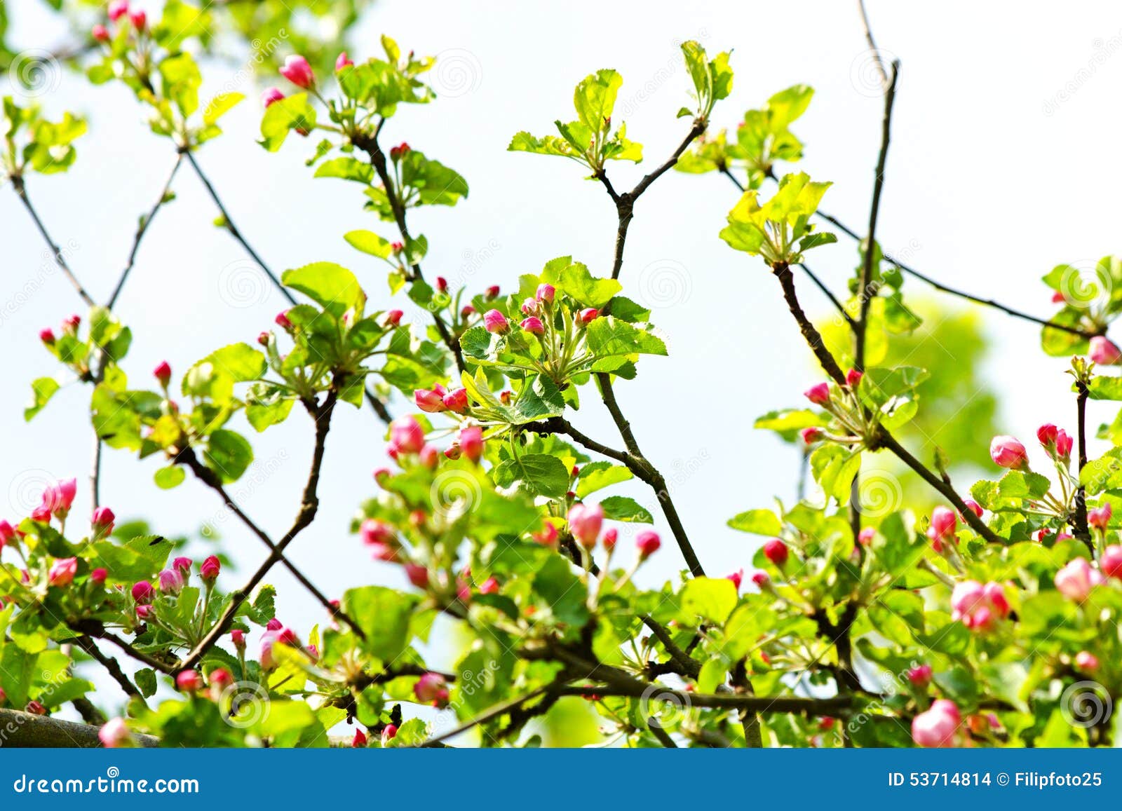 Red apple buds stock photo. Image of bloom, flower, branch - 53714814