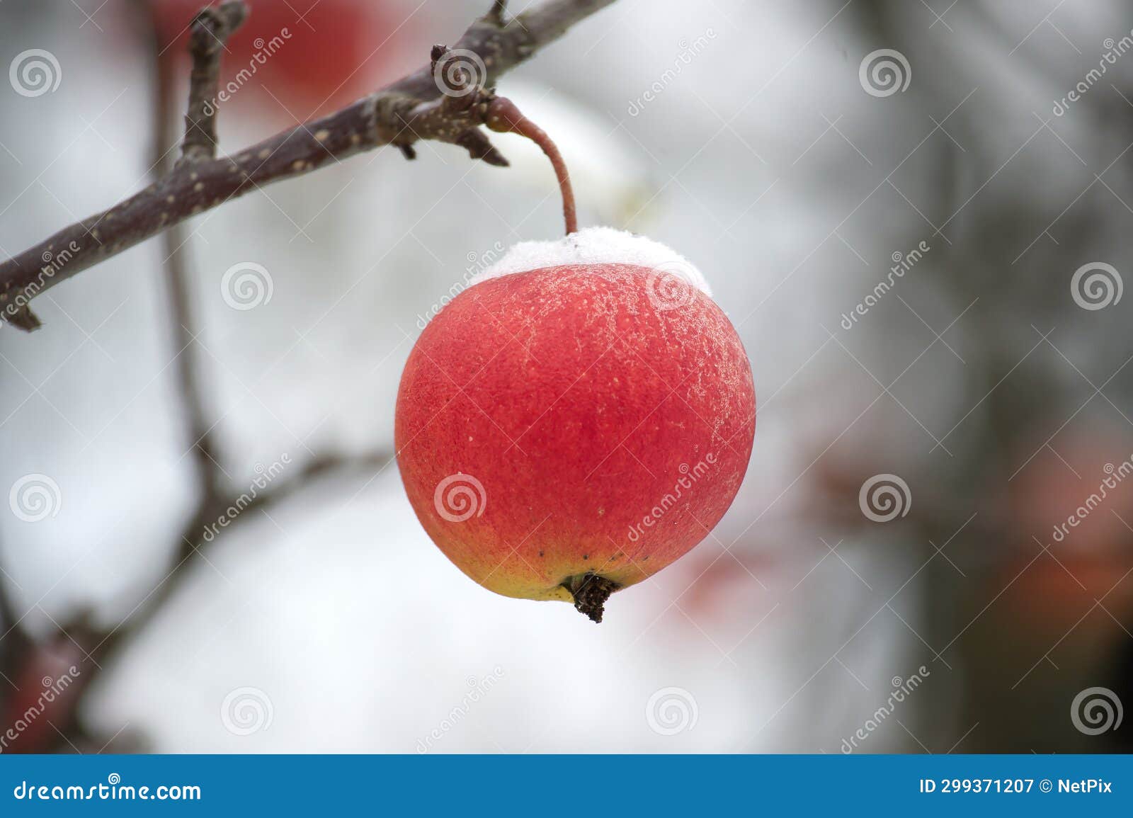 Red Apple Covered in a Thin Layer of Snow Stock Image - Image of ...