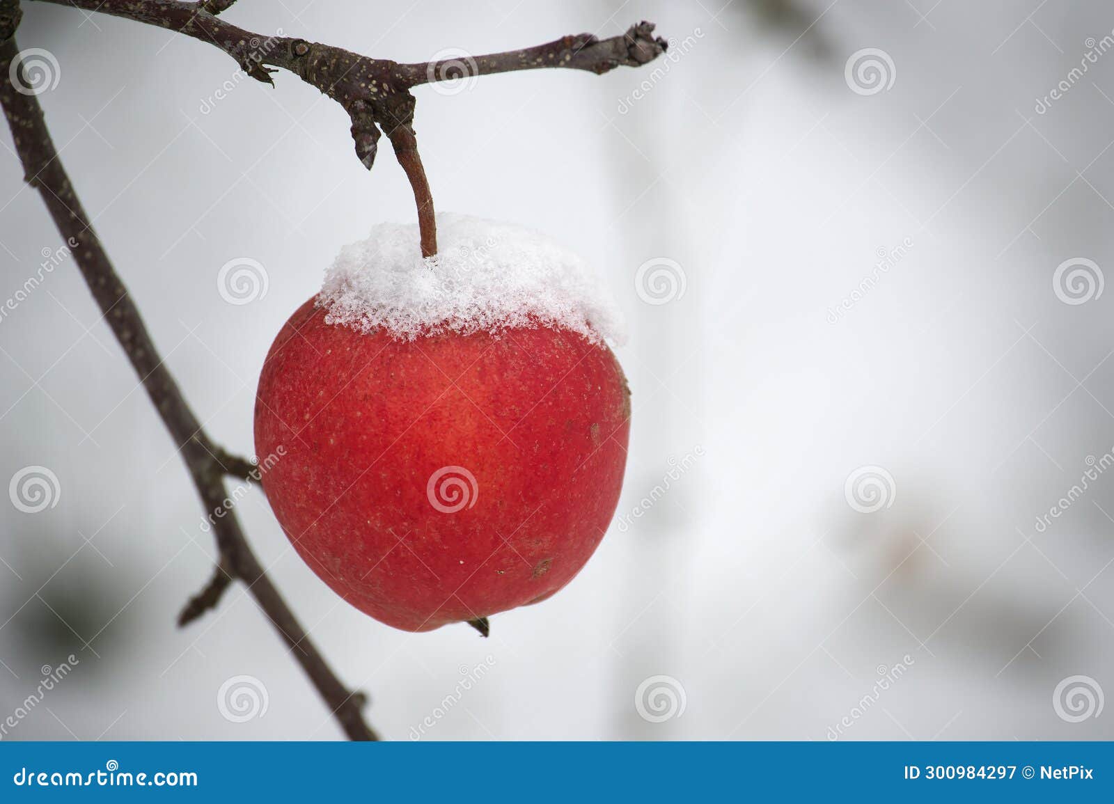 Red Apple Covered in a Thin Layer of Snow Stock Image - Image of color ...