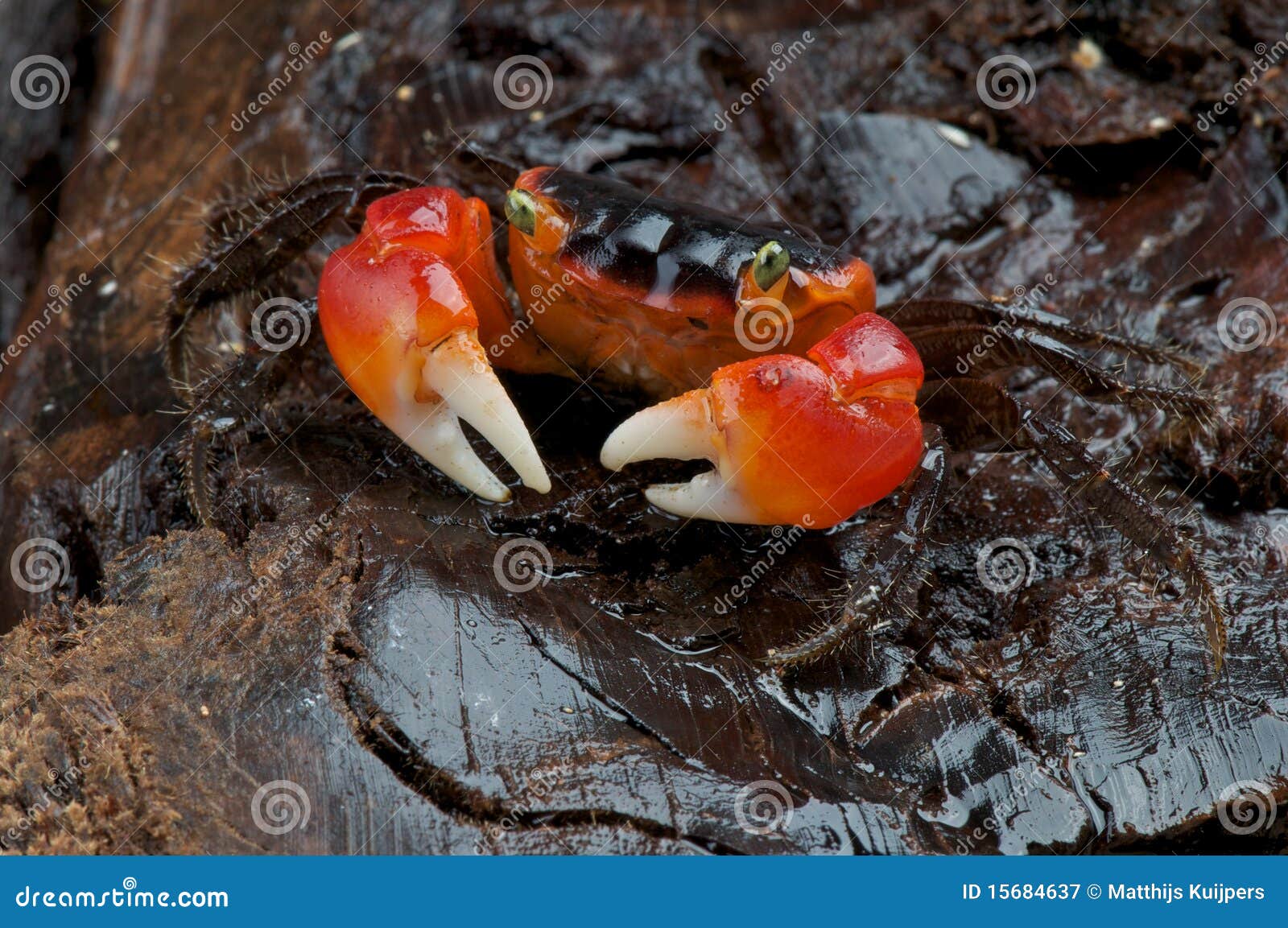 Red apple crab stock image. Image of extra, fresh, yellow - 15684637