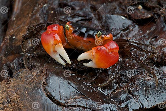 Red apple crab stock image. Image of extra, fresh, yellow - 15684637