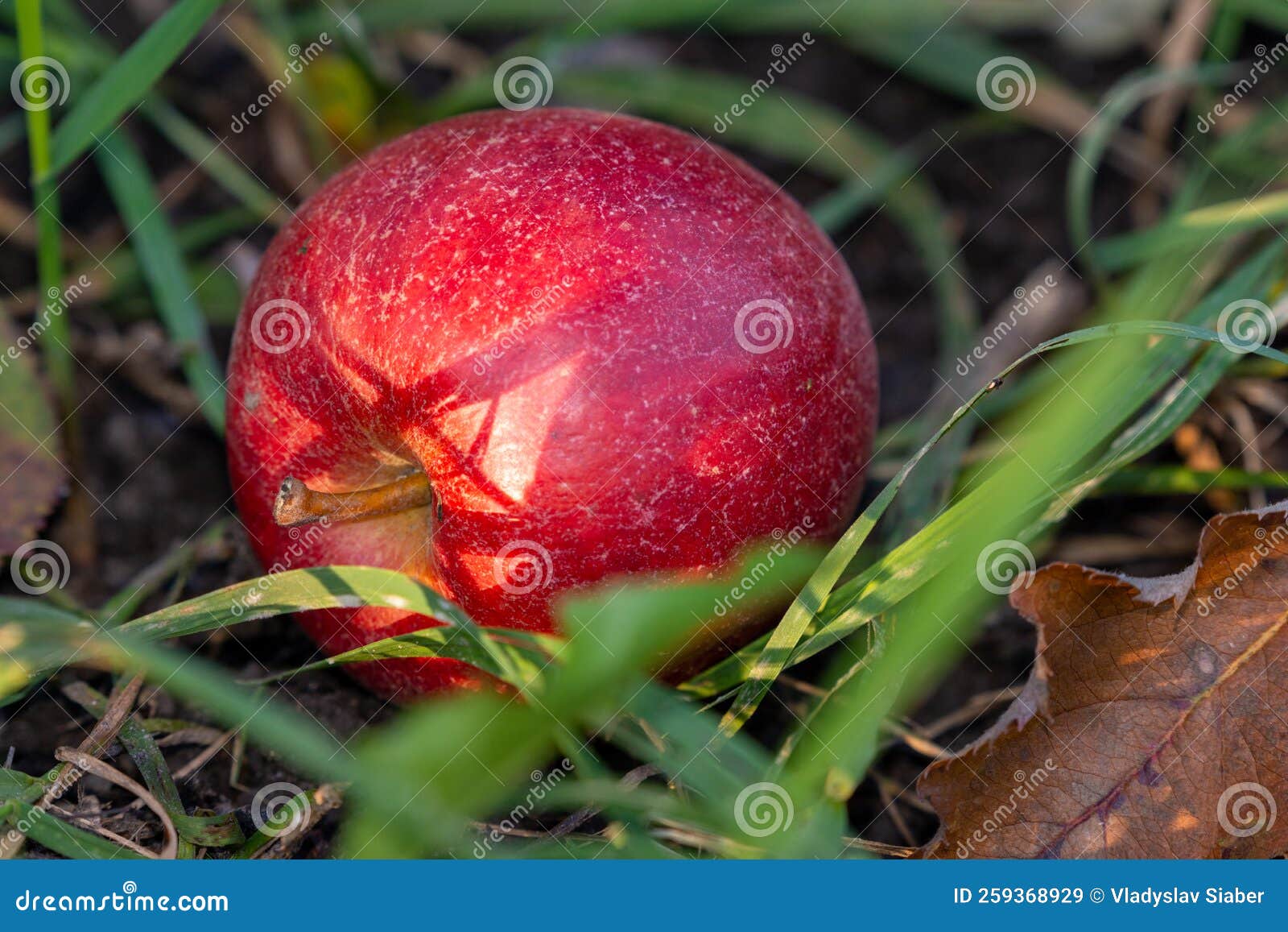 Red Apple Fallen from the Tree on the Ground Stock Image - Image of ...