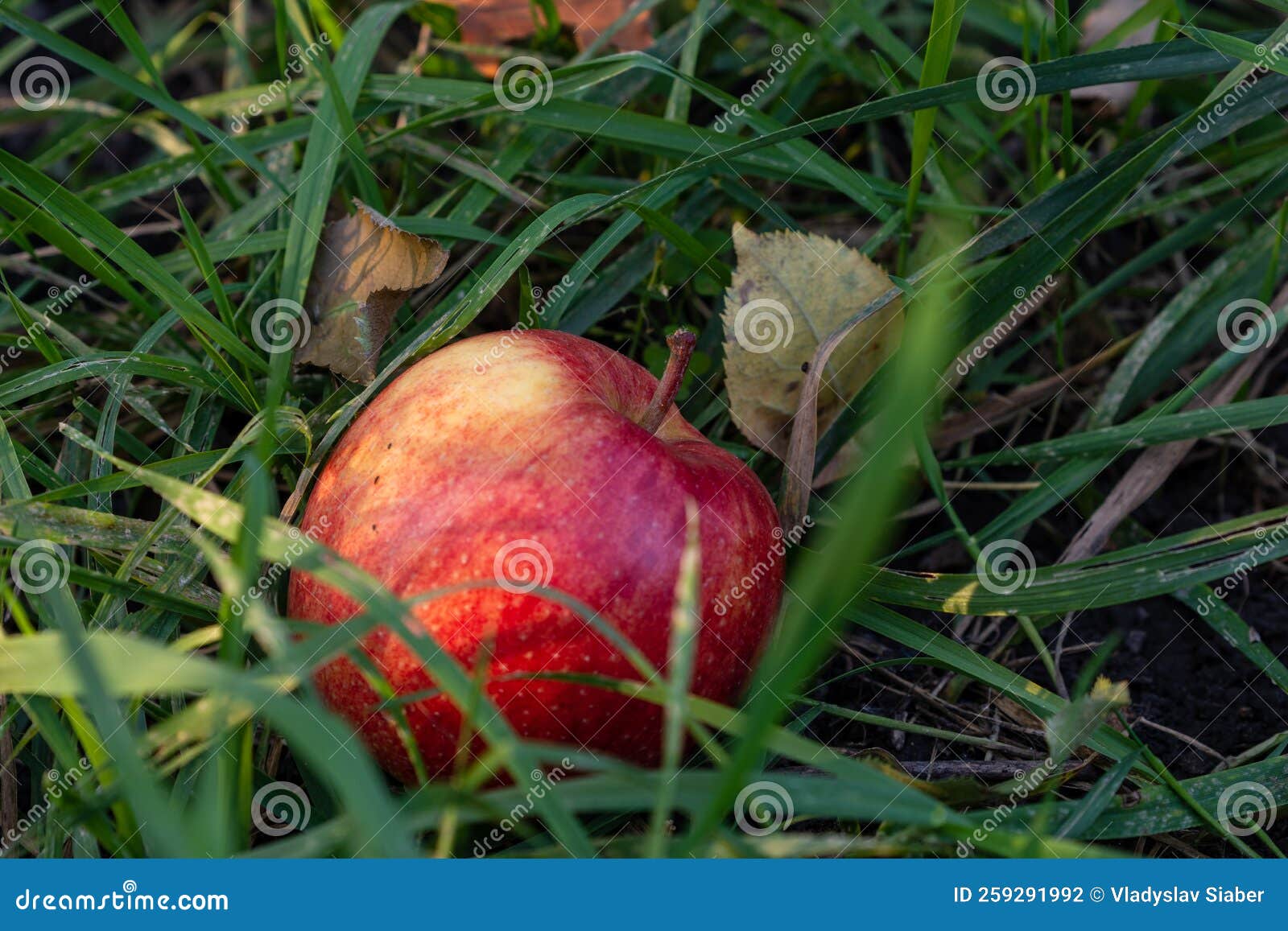 Red Apple Fallen from the Tree on the Ground Stock Photo - Image of ...