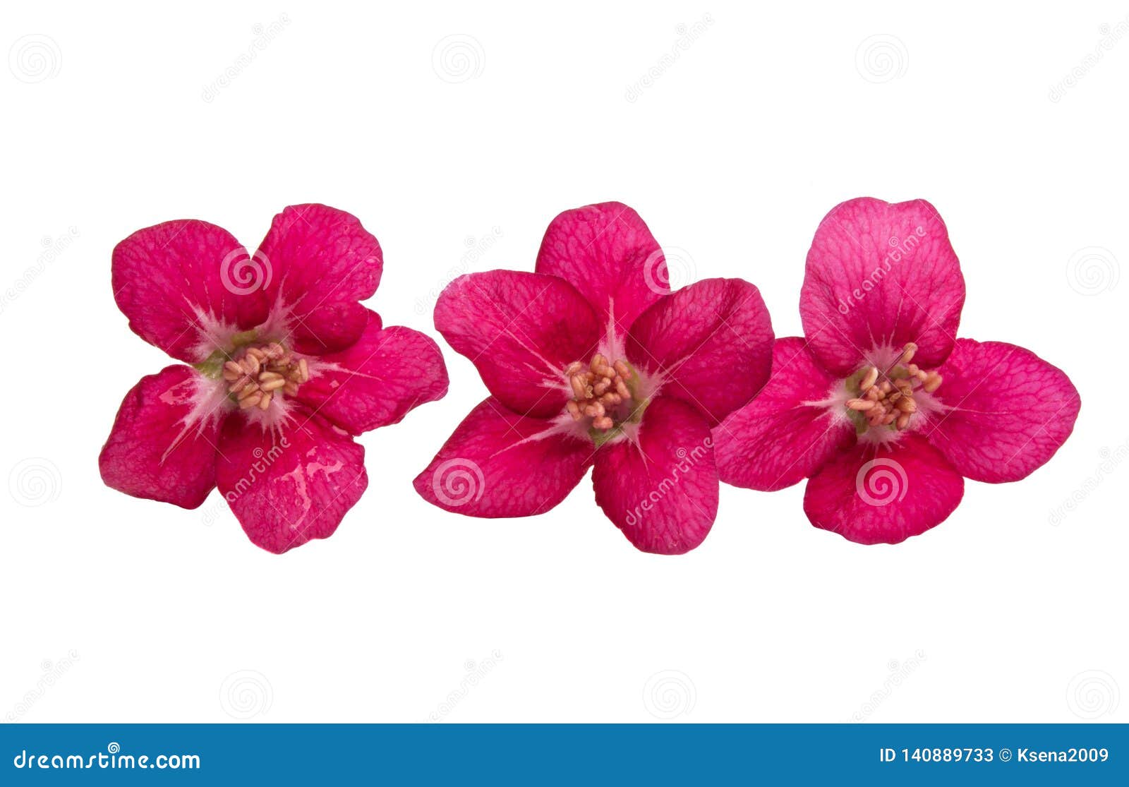 Red apple flower isolated stock image. Image of white - 140889733