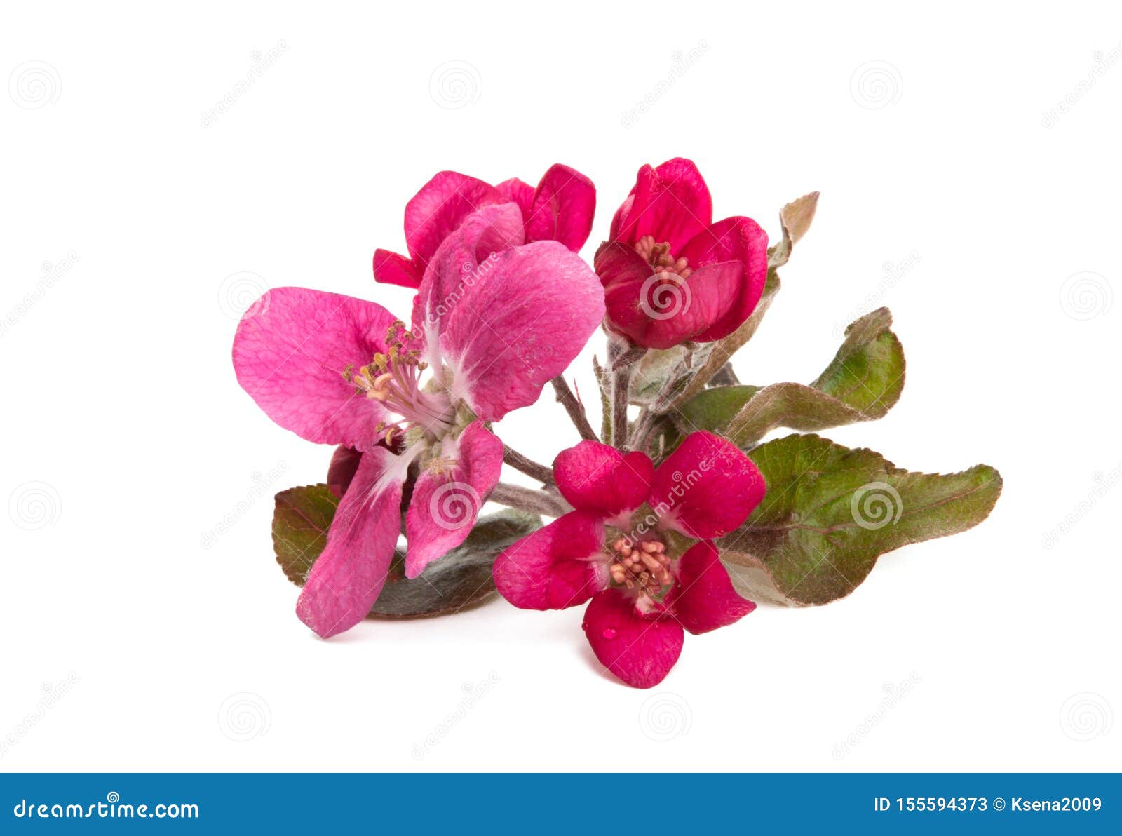 Red apple flower isolated stock image. Image of plant - 155594373