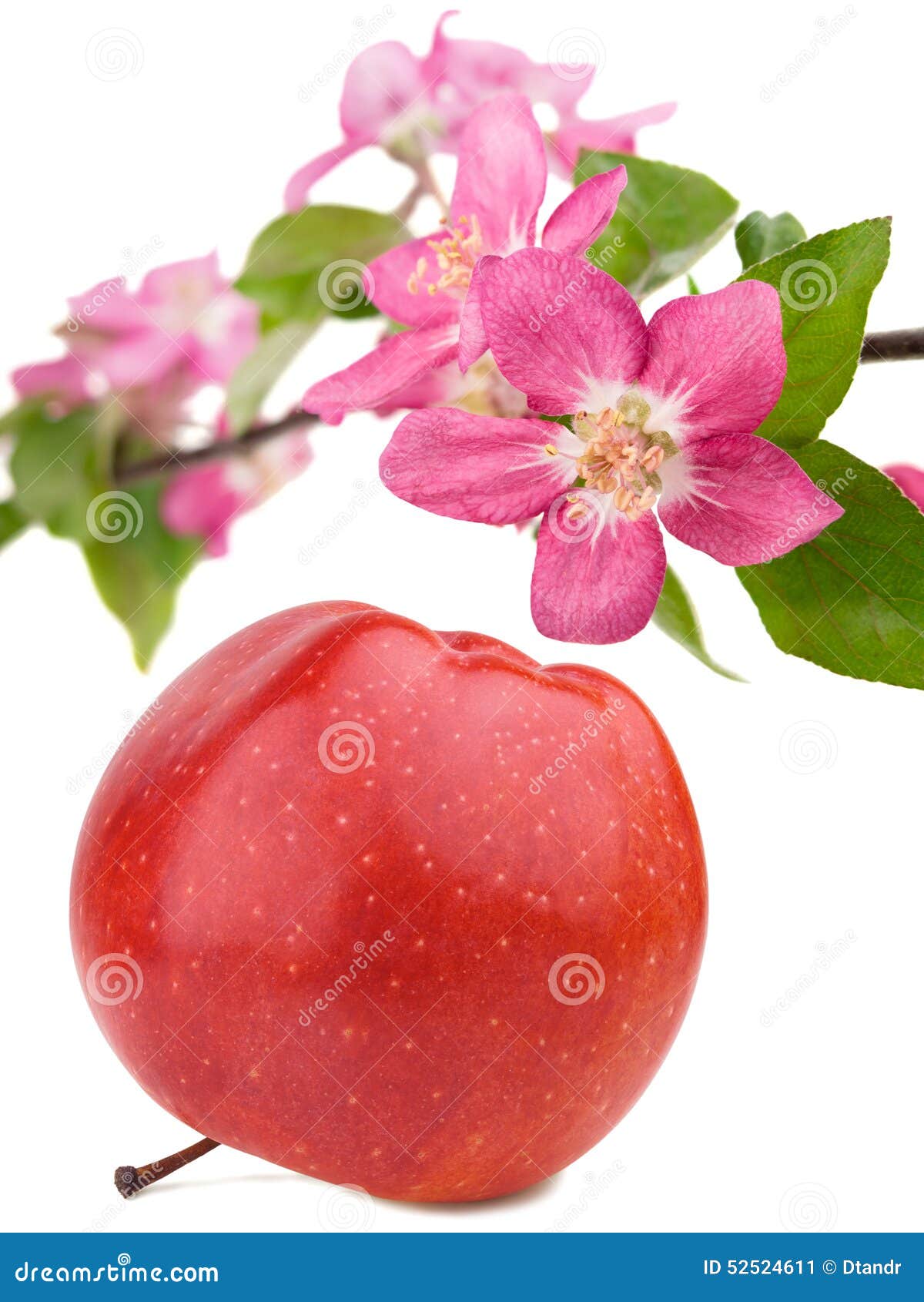 Red apple and flowers. stock image. Image of branch, bloom - 52524611