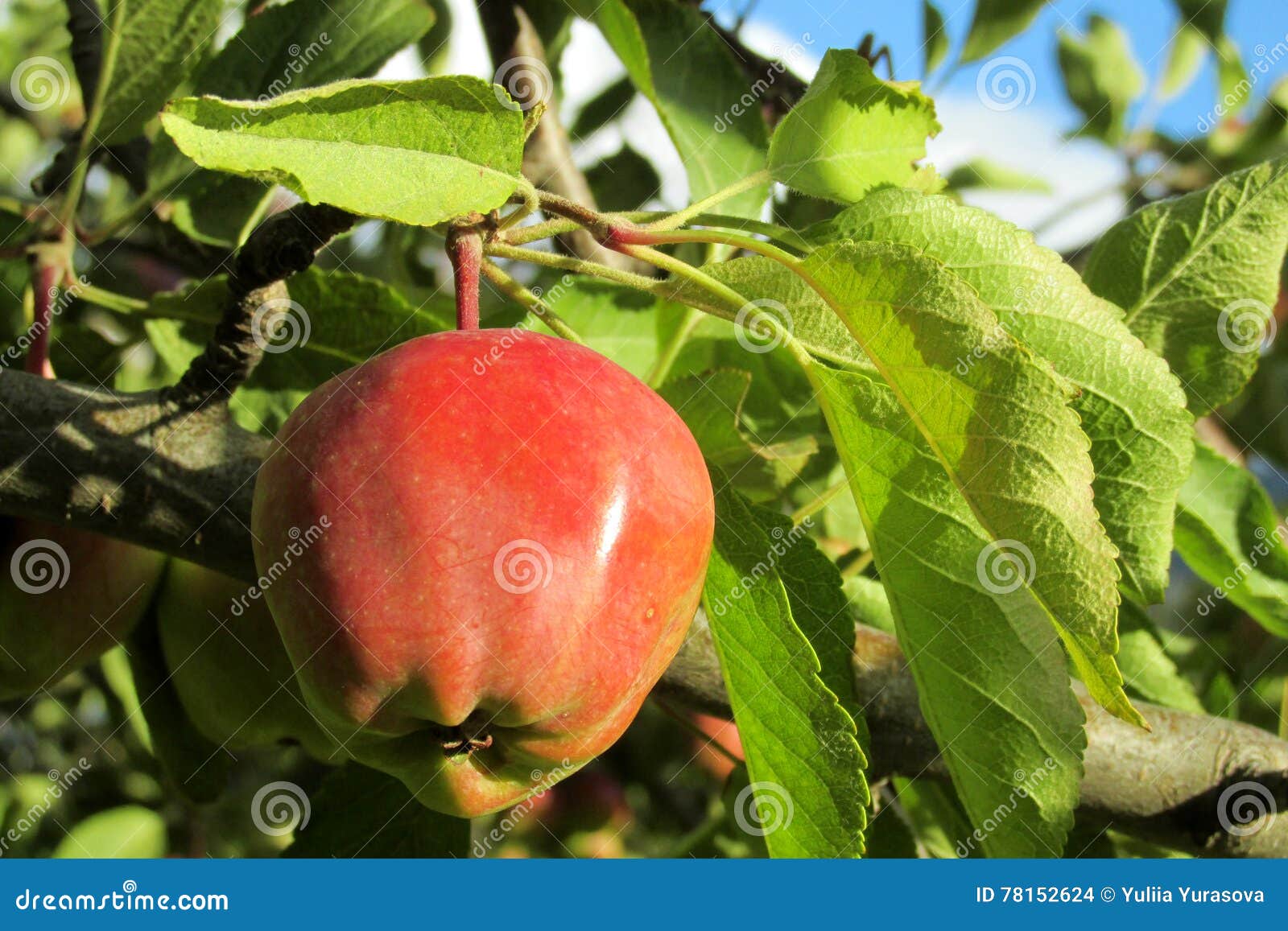 Red Apple Fruit on the Tree Stock Photo - Image of aroma, apple: 78152624