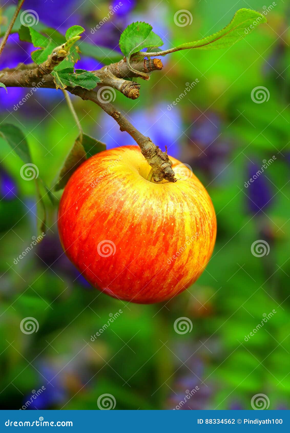 Red apple in garden stock photo. Image of fresh, fruit - 88334562