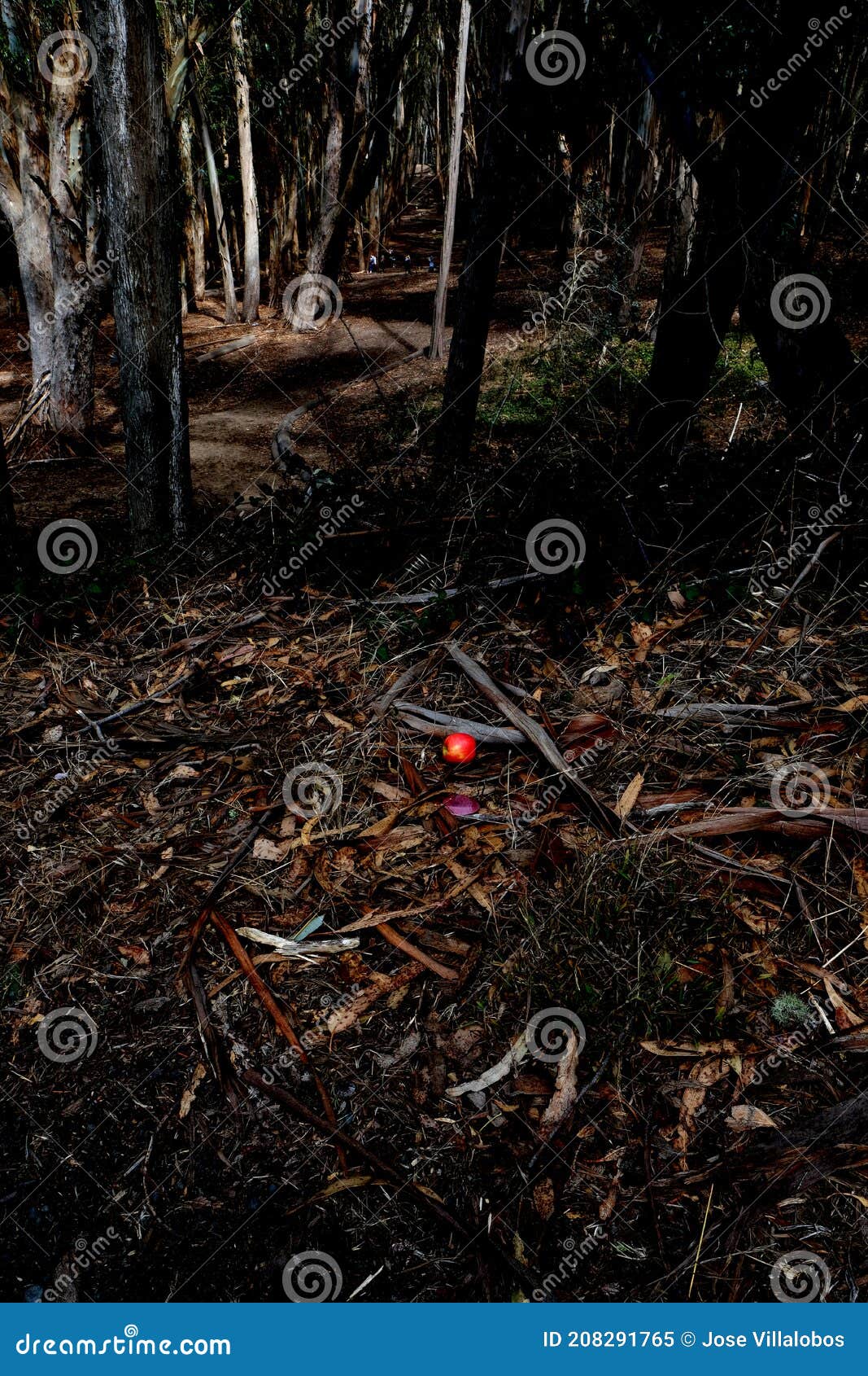 Red Apple in the Dark Forest Stock Image - Image of fall, trees: 208291765