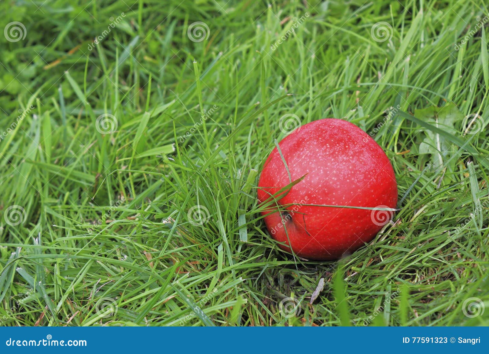 Red apple on the ground stock image. Image of fruit, conservation ...