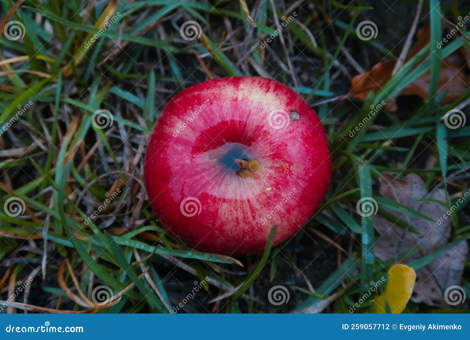 Red apple on the ground stock photo. Image of tree, ground - 259057712