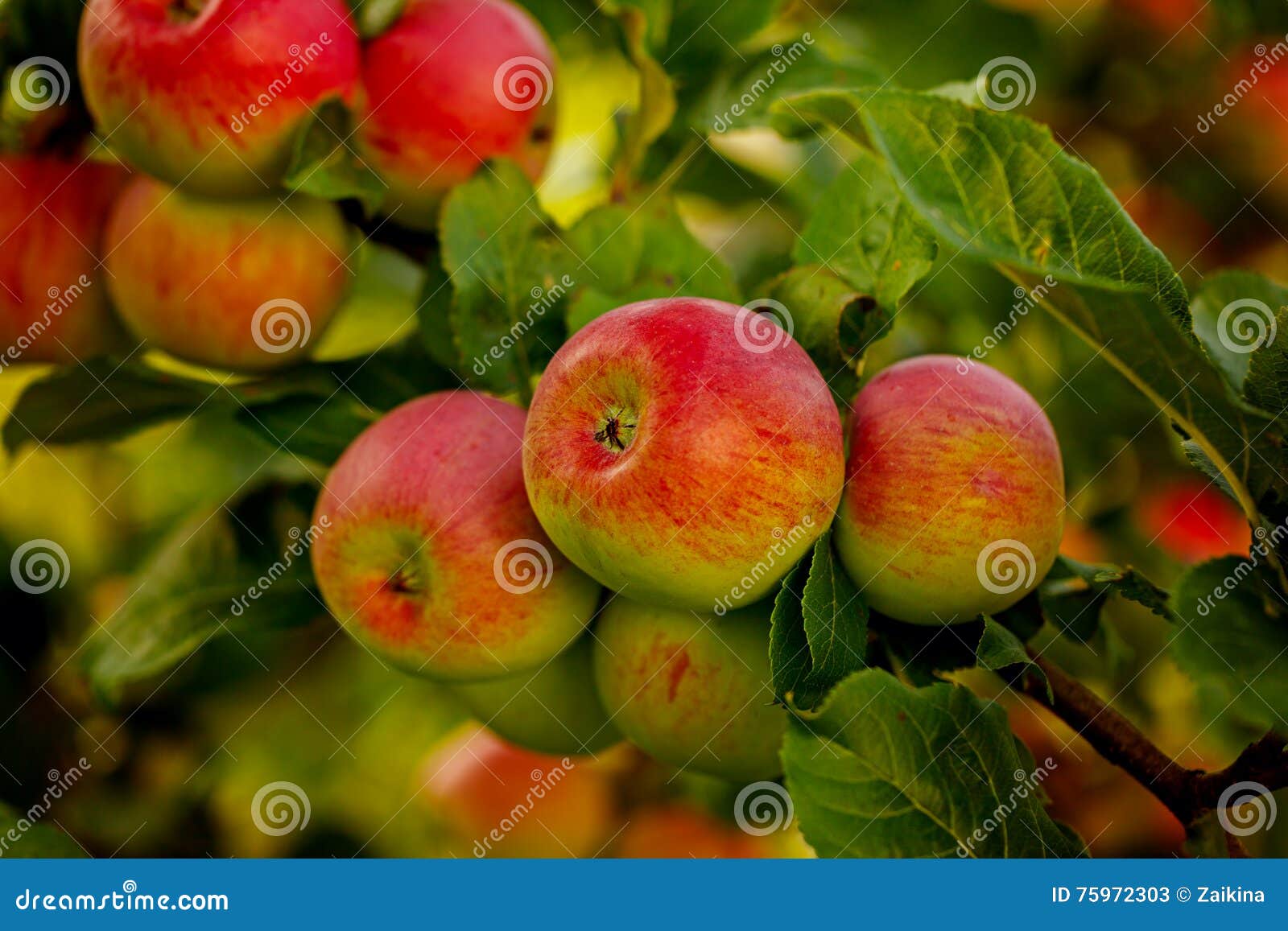 Red Apple Growing on Tree in the Garden Full. Stock Image - Image of ...