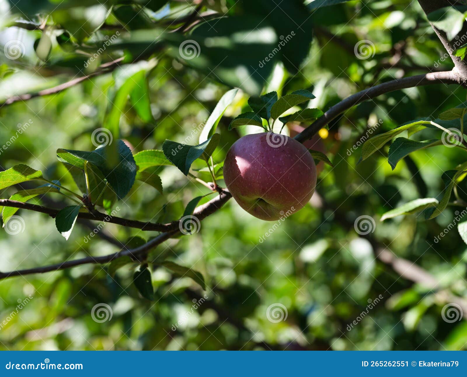 A Red Apple Growing on an Apple Tree Stock Image - Image of green ...