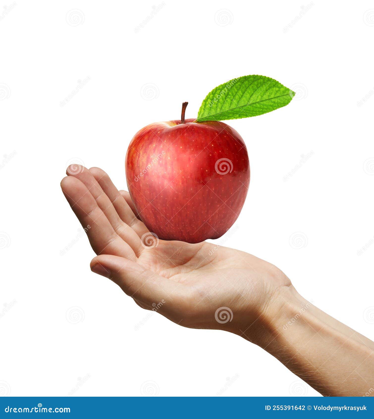 Red apple in a hand stock photo. Image of health, agriculture - 255391642