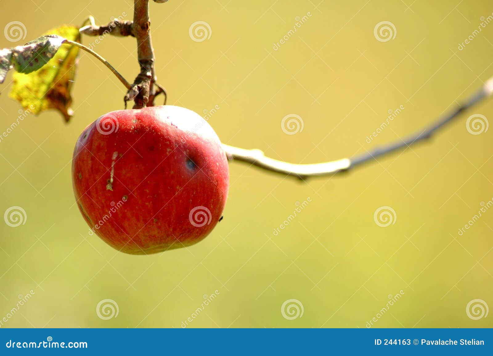 Red Apple Hanging from Tree. Stock Image - Image of orchard, single: 244163