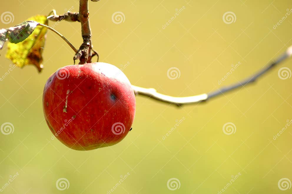 Red Apple Hanging from Tree. Stock Image - Image of orchard, single: 244163