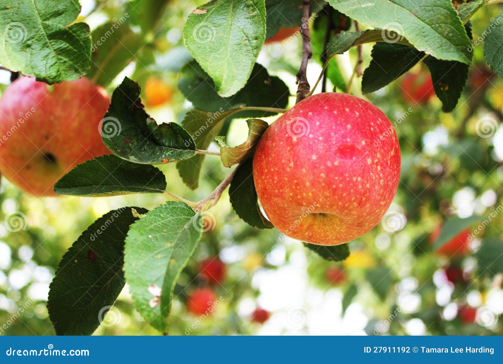 Red Apple Hanging in the Tree Stock Photo - Image of october, tree ...