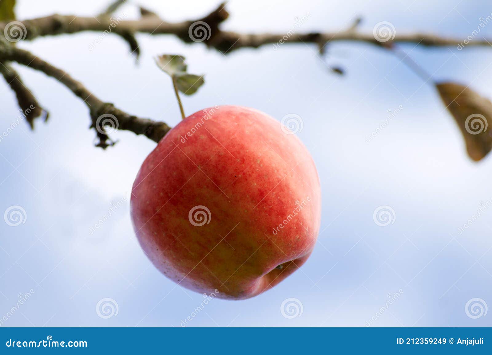 Red Apple Hanging on Tree Branch Stock Image - Image of green, tree ...