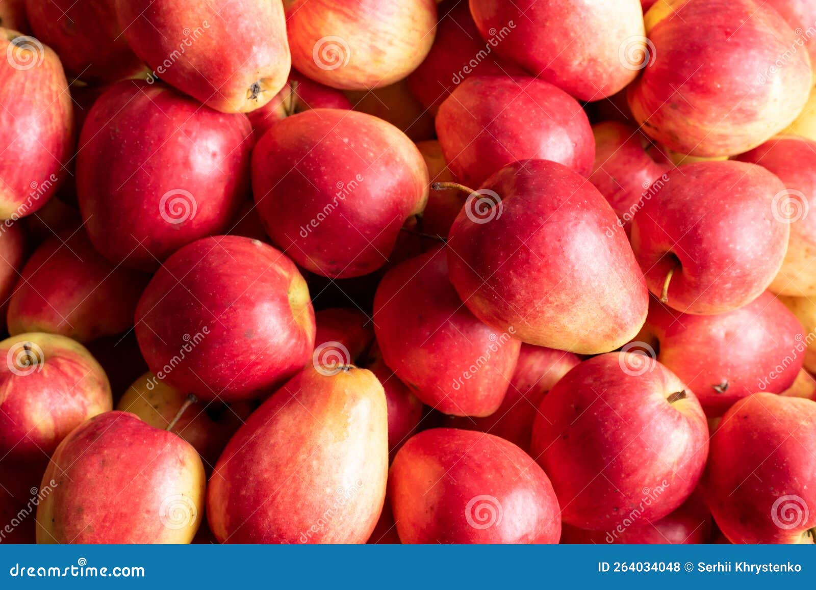 Red Apple of the Kandil Sinap Variety Stock Photo - Image of food, tree ...