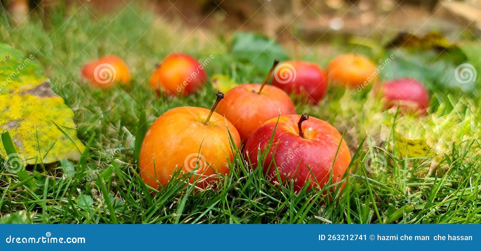 Red Apple Lay Down on Green Ground Background Stock Image - Image of ...