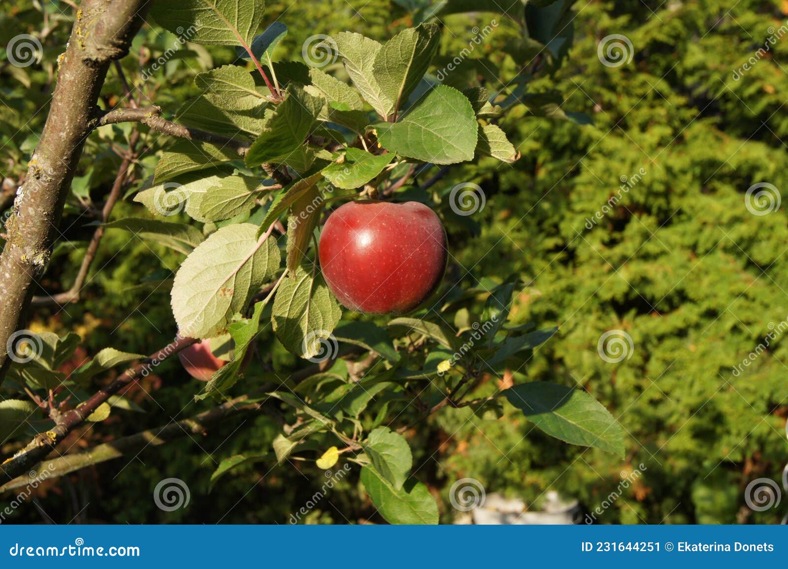 Red Apple Growing on a Tree in the Garden Stock Image - Image of green ...