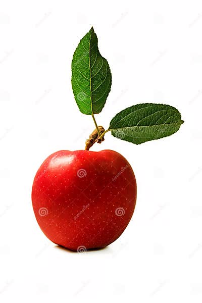 Red apple with leaves stock photo. Image of isolated, vitamin - 309078