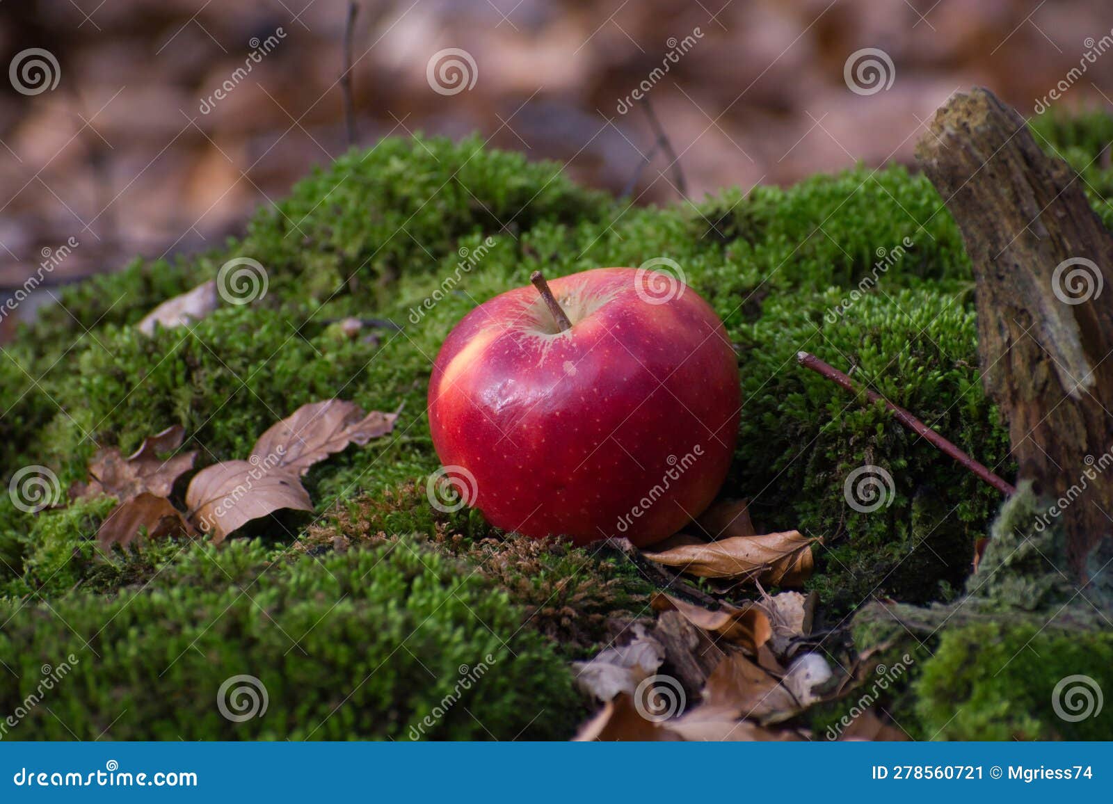 Apple on Moss stock image. Image of soil, green, nature - 278560721