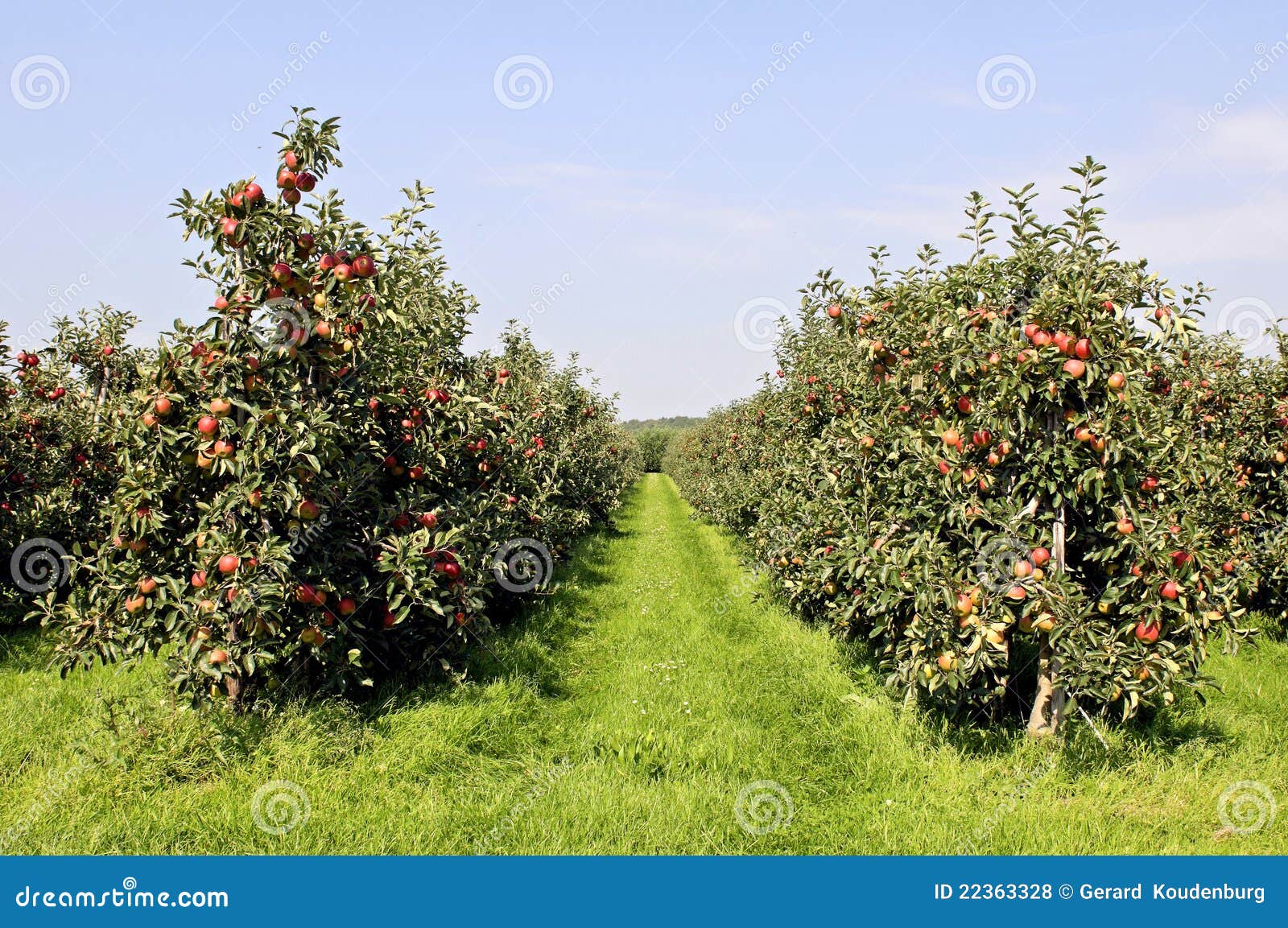 Red apple orchard stock photo. Image of harvest, apple - 22363328